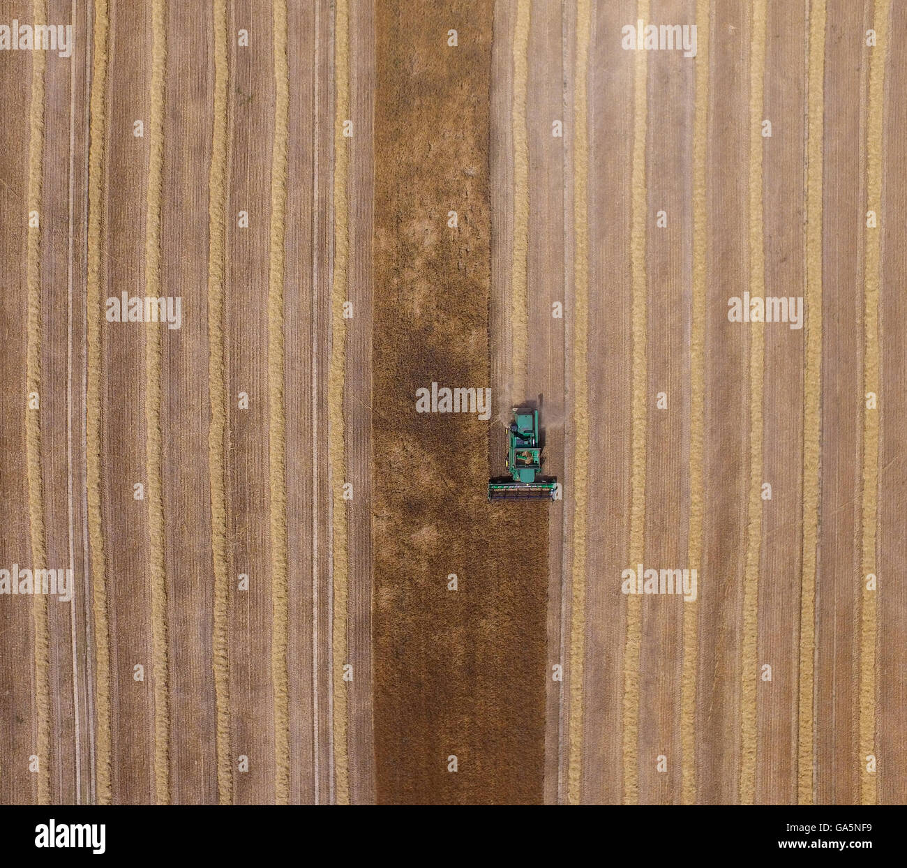 Briesen, Germany. 1st July, 2016. A combine harvester from the ...
