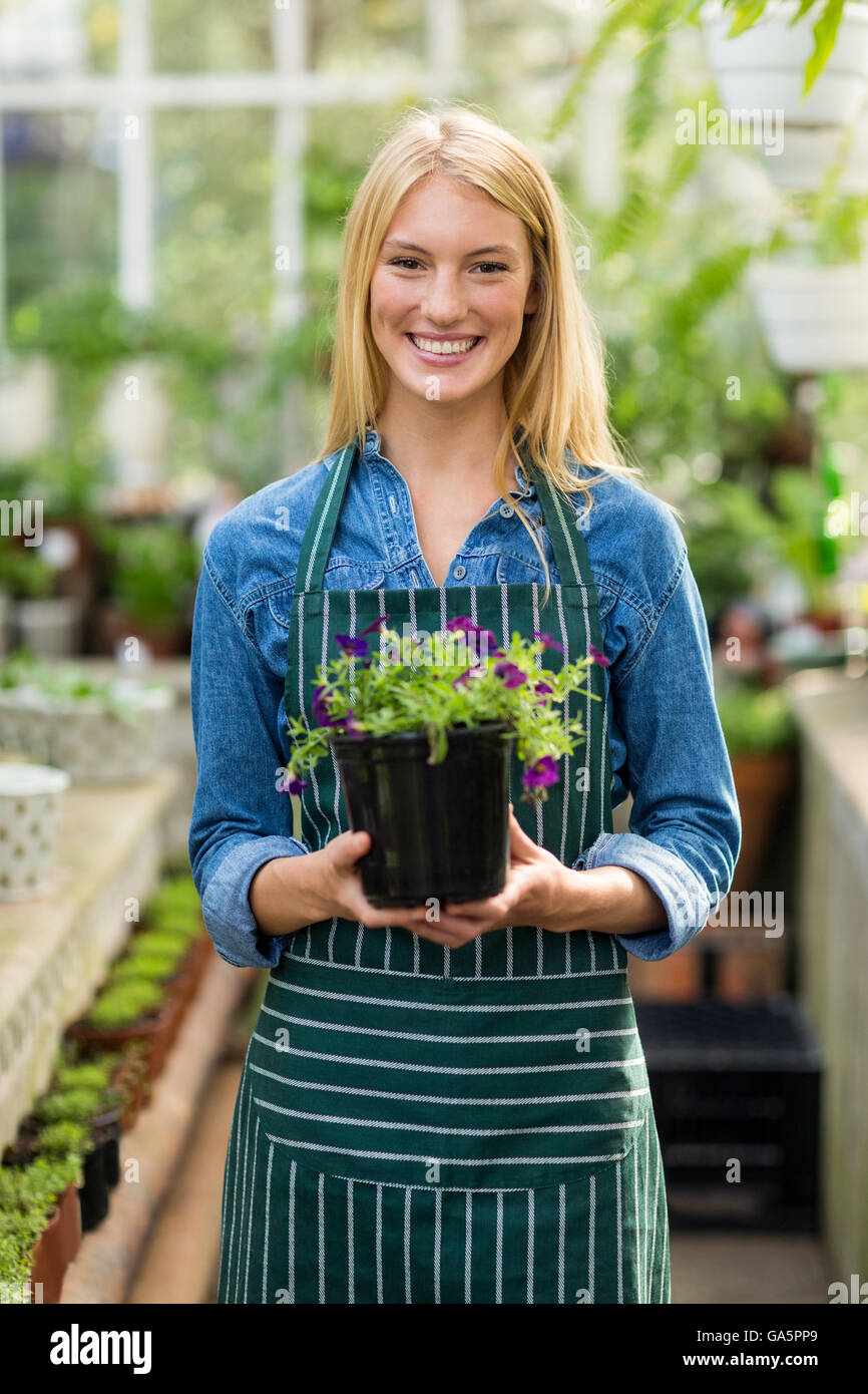 Female gardener holding flowering plant at greenhouse Stock Photo - Alamy