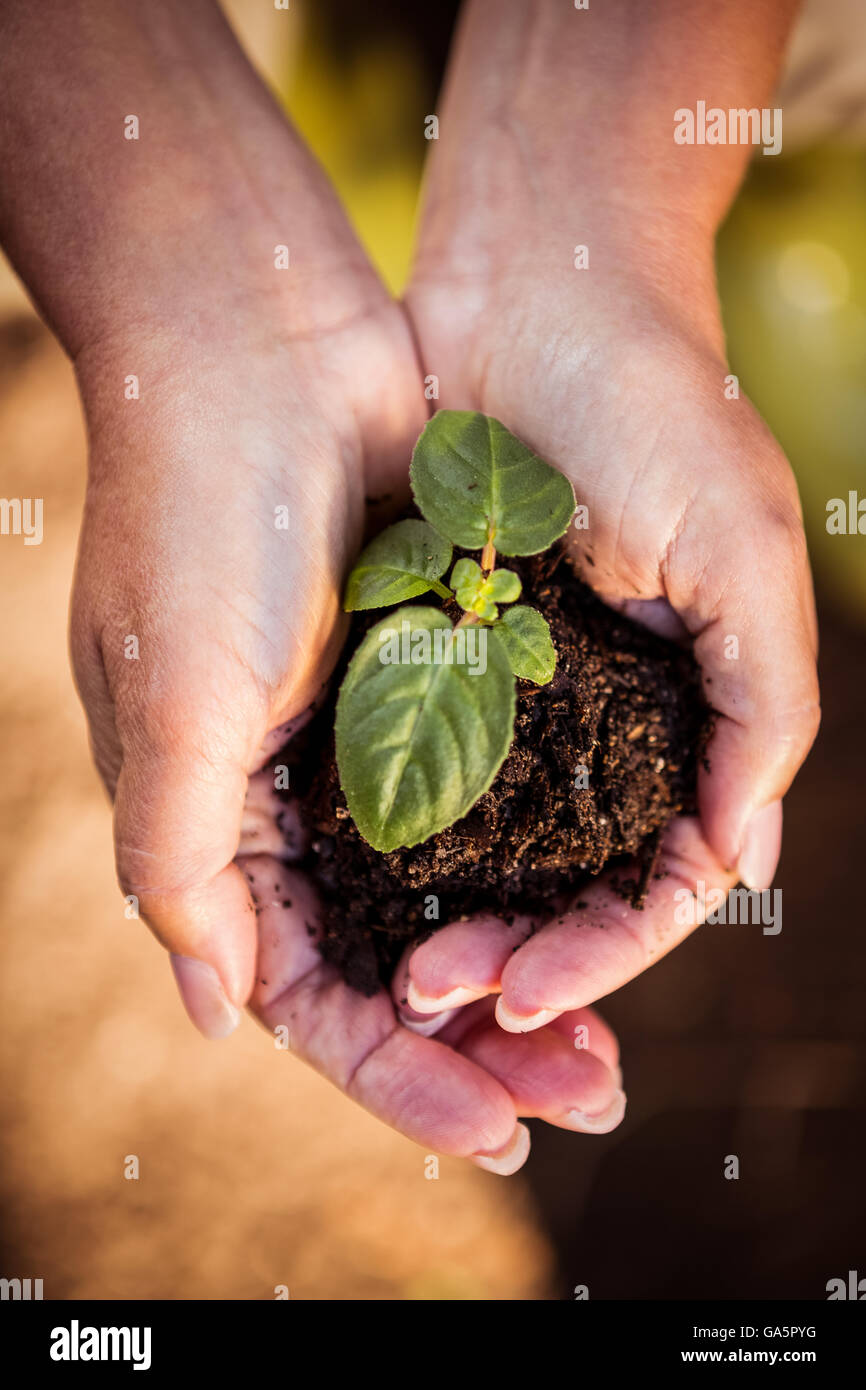 Hands cupped seedling hi-res stock photography and images - Alamy