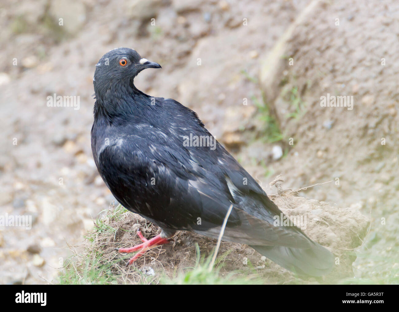 Bempton cliffs rspb reserve hi-res stock photography and images - Alamy