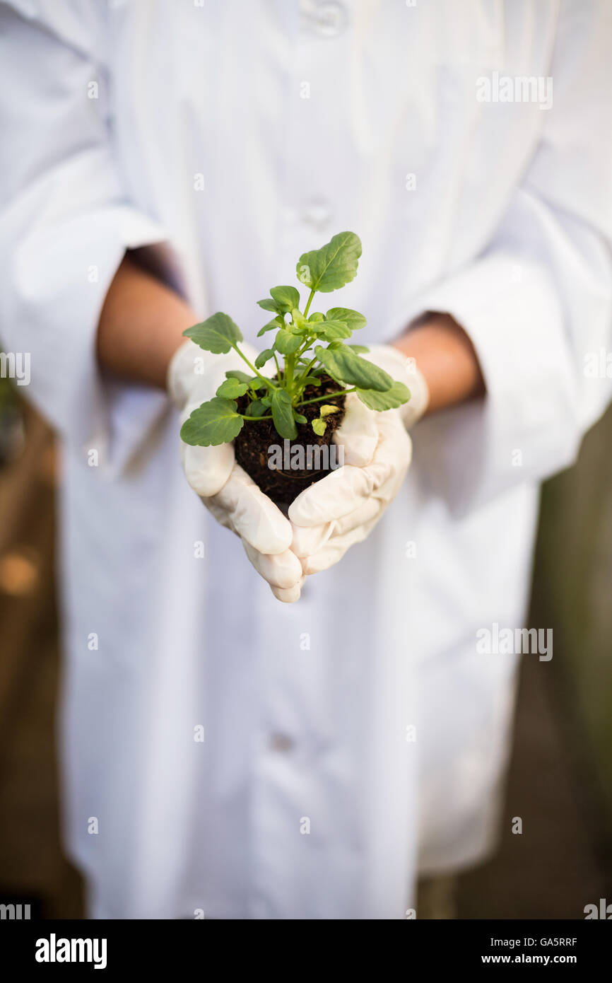 Scientist holding plant at greenhouse Stock Photo - Alamy