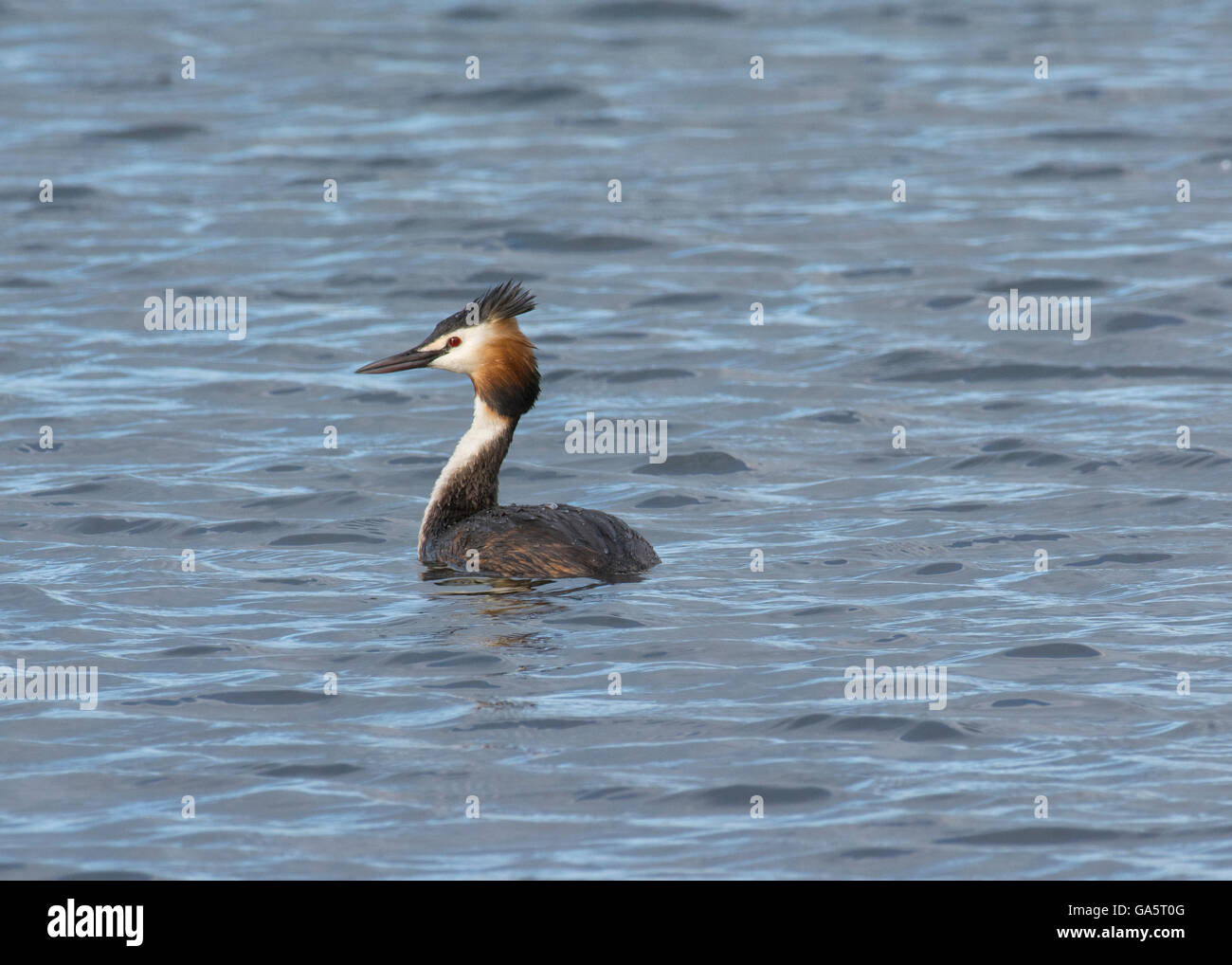 Great Crested Grebe Stock Photo - Alamy