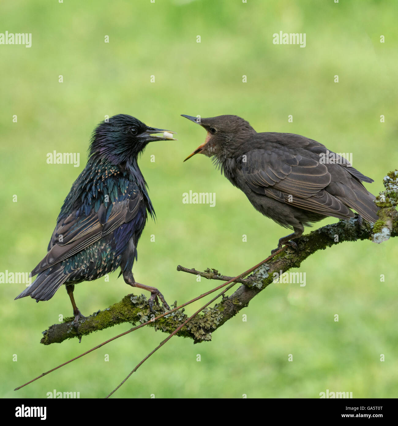 Fledgling starlings hi-res stock photography and images - Alamy
