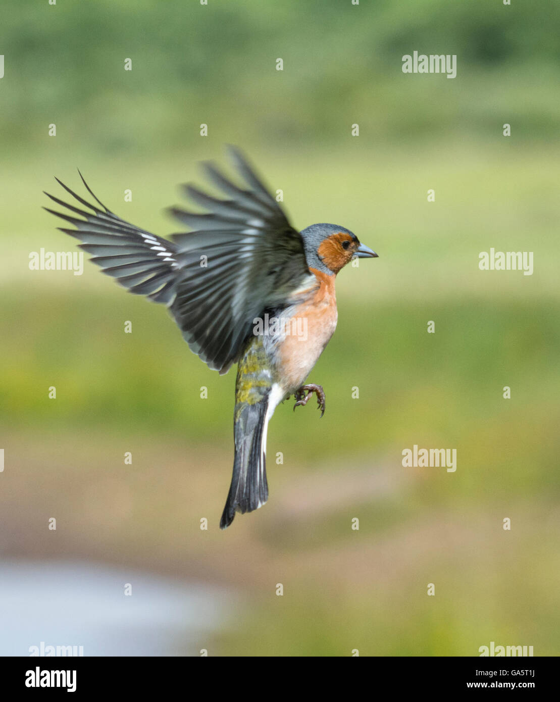 Eurasian Chaffinch High Resolution Stock Photography and Images - Alamy