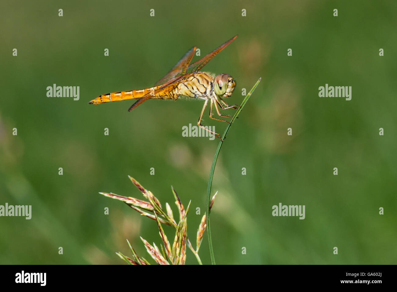Dragonfly on grass green hi-res stock photography and images - Alamy