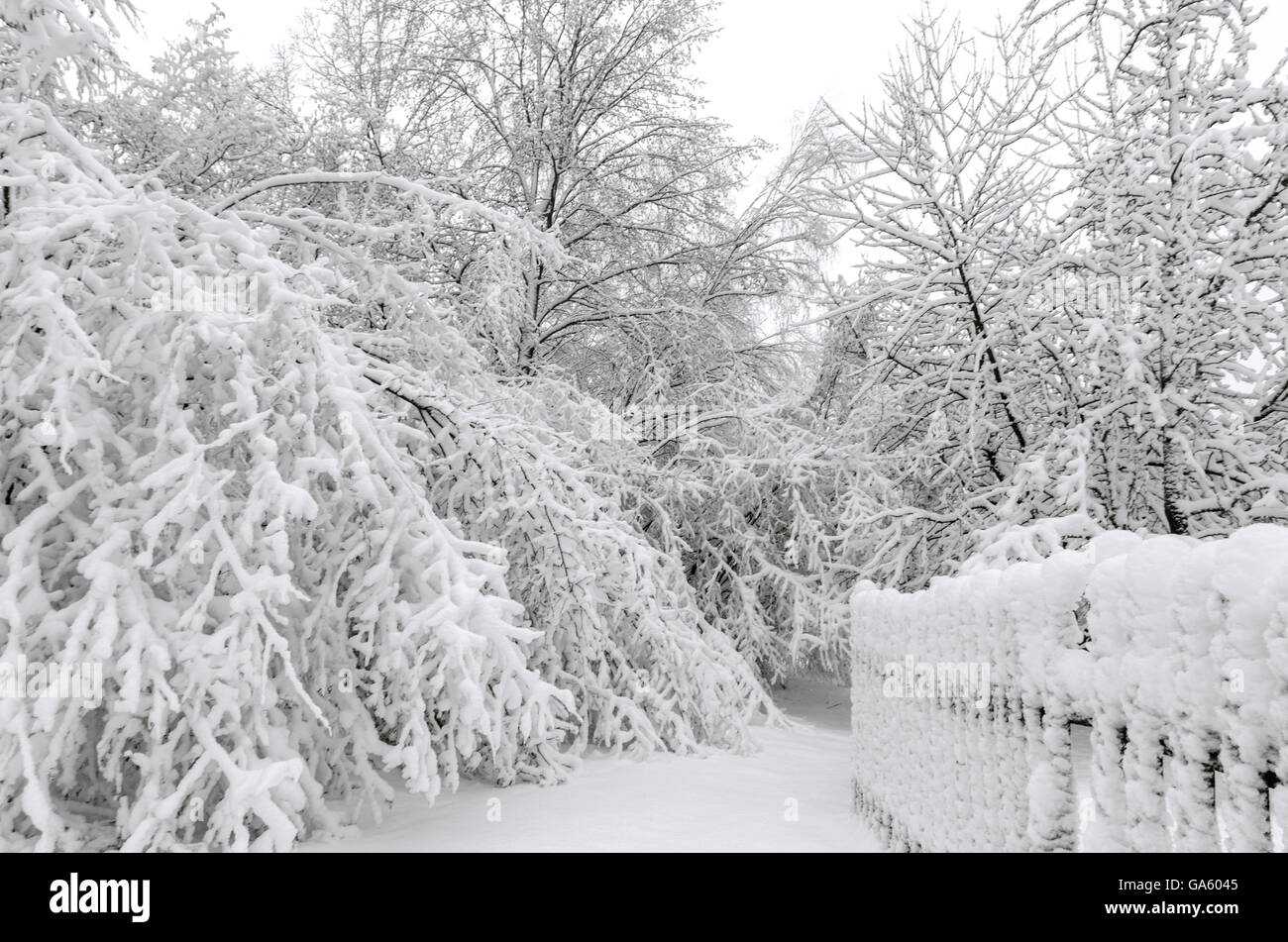 Trees in winter snow storm Stock Photo - Alamy