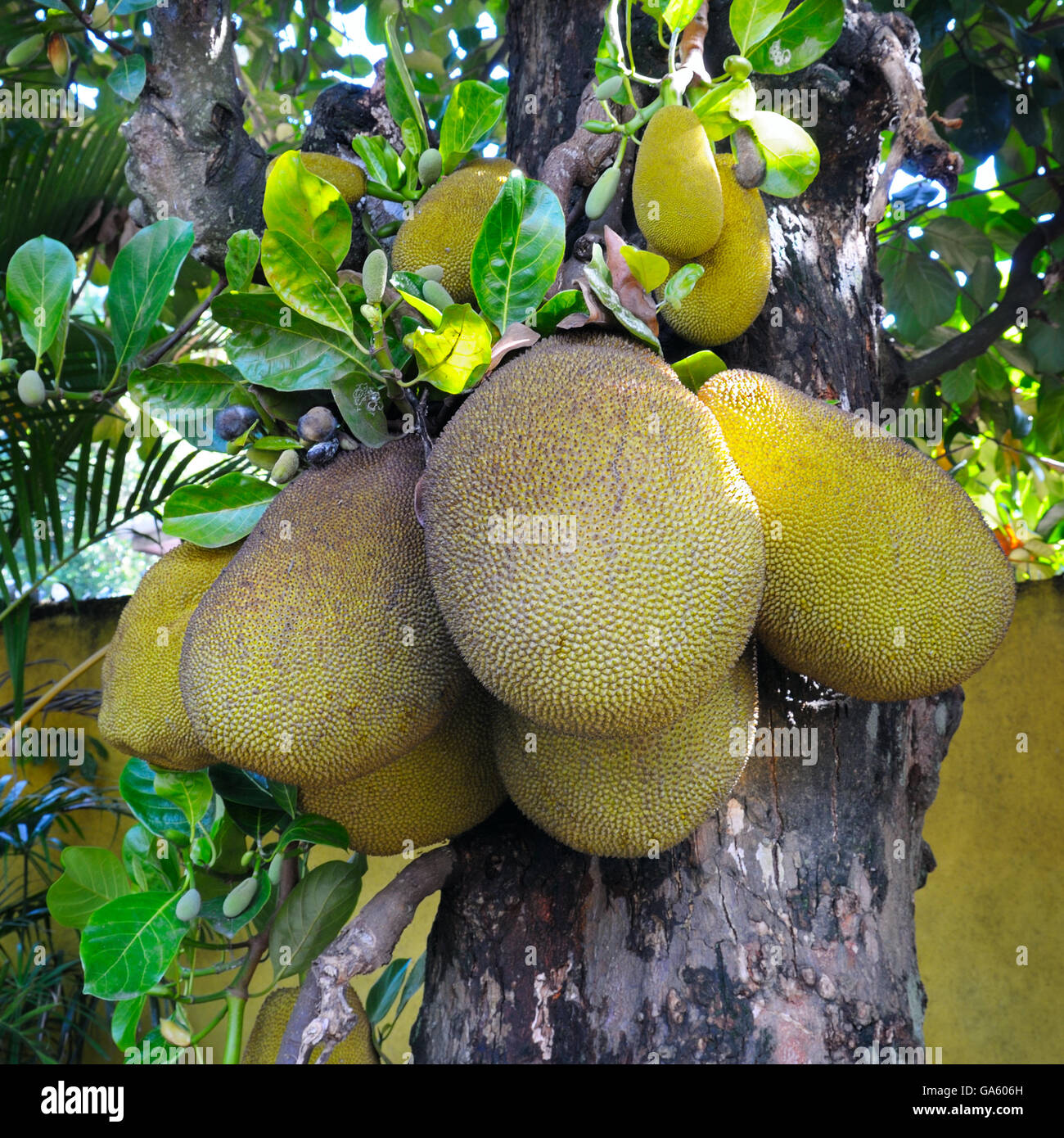 Breadfruit hi-res stock photography and images - Alamy