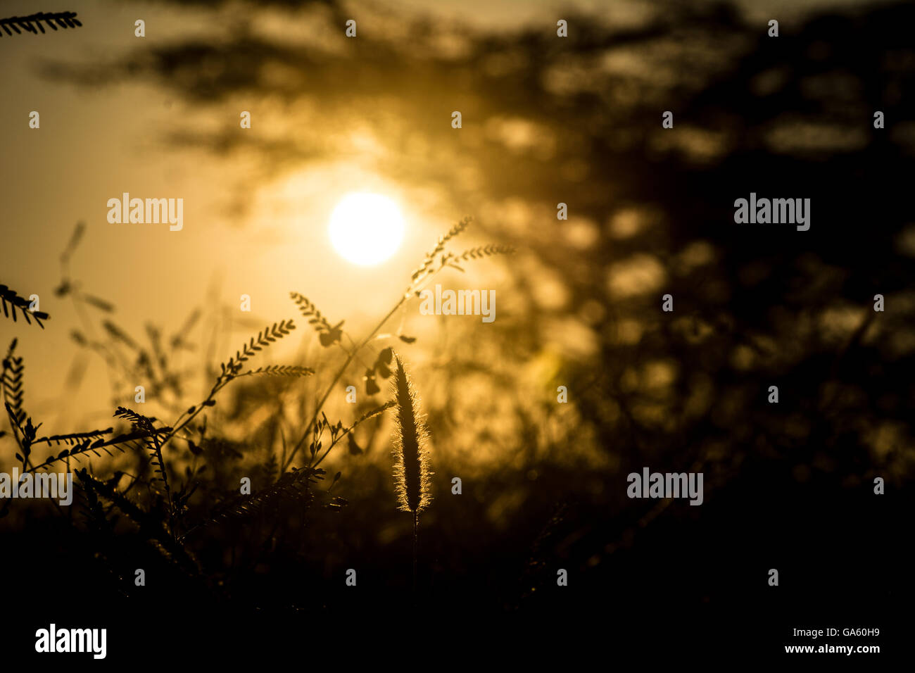 Dreamy mellow sunset with grass in foreground, tree in bokeh background ...