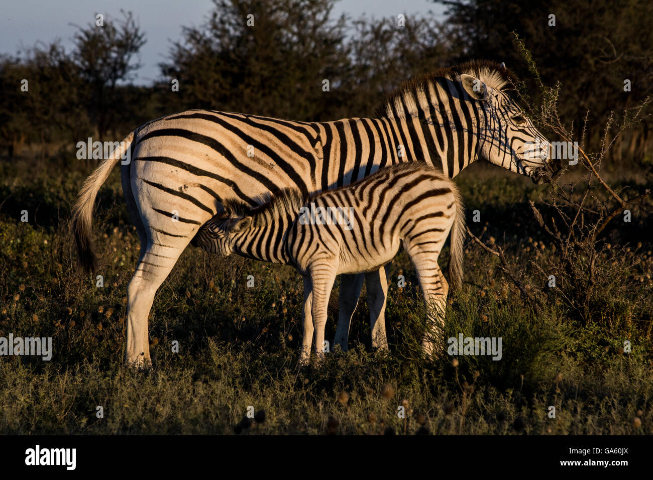 Mother Zebra with calf drinking Stock Photo - Alamy