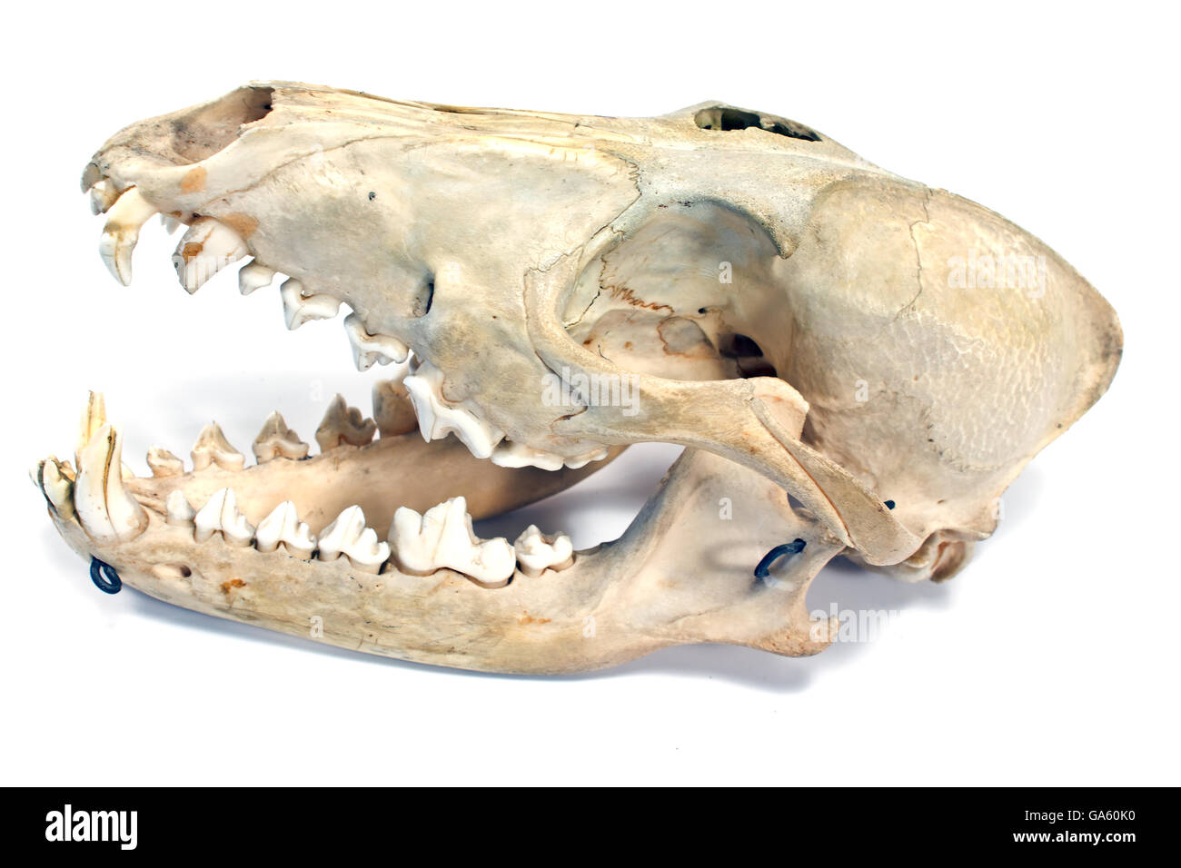 Animal skull dog hi-res stock photography and images - Alamy