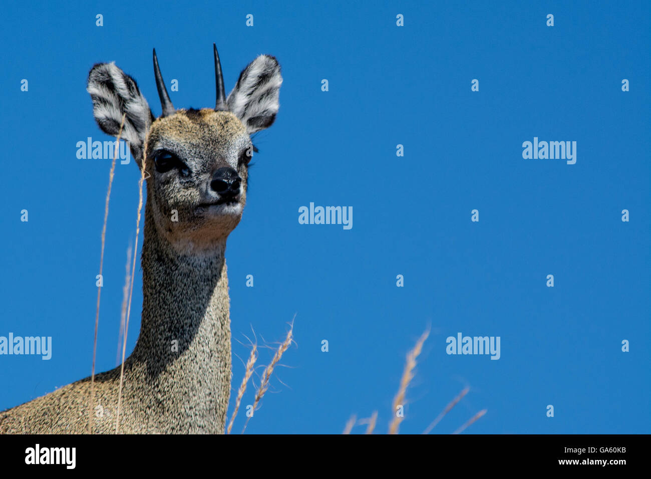 Southern africa tourism adventure wildlife hi-res stock photography and ...