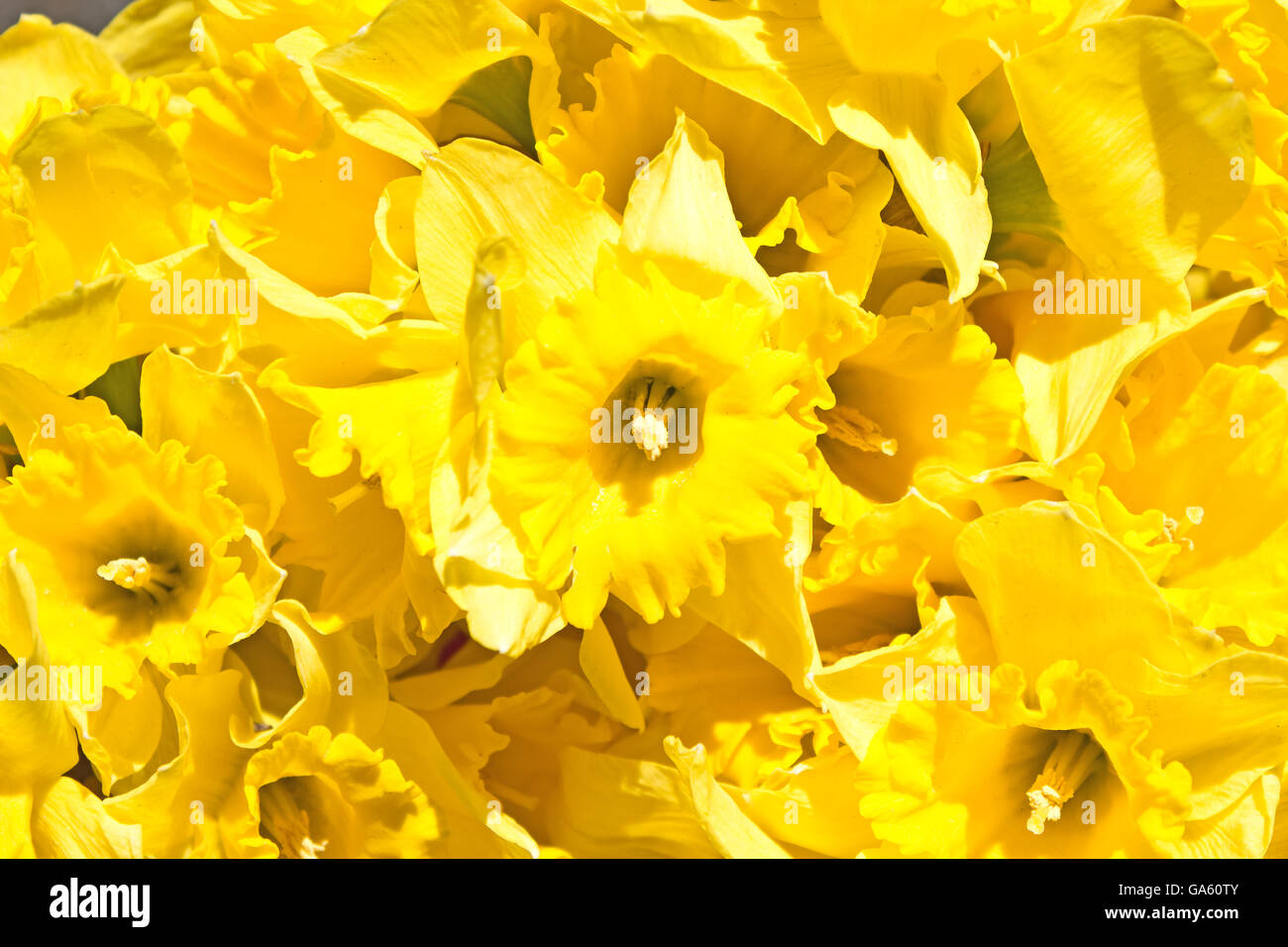 Yellow daffodils as background Stock Photo - Alamy