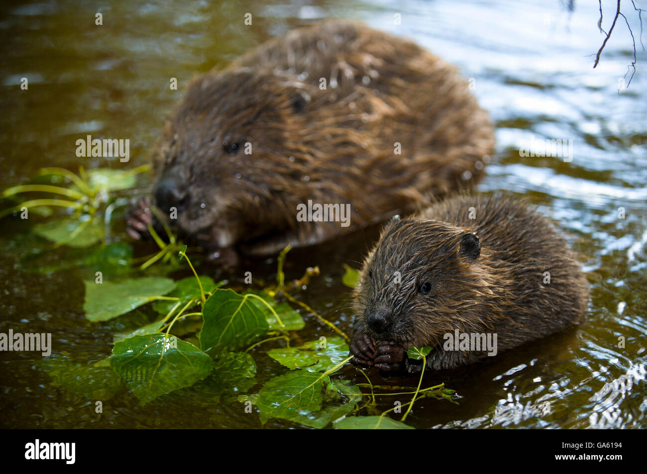 Female beaver castor fiber hi-res stock photography and images - Alamy