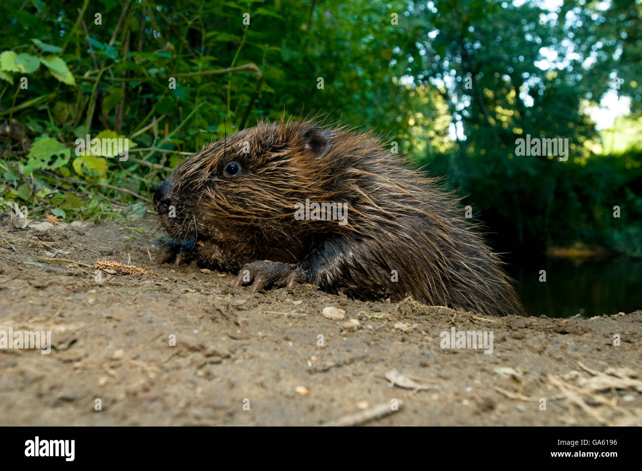 European Beaver, young, Rosenheim, Bavaria, Germany, Europe / (Castor ...