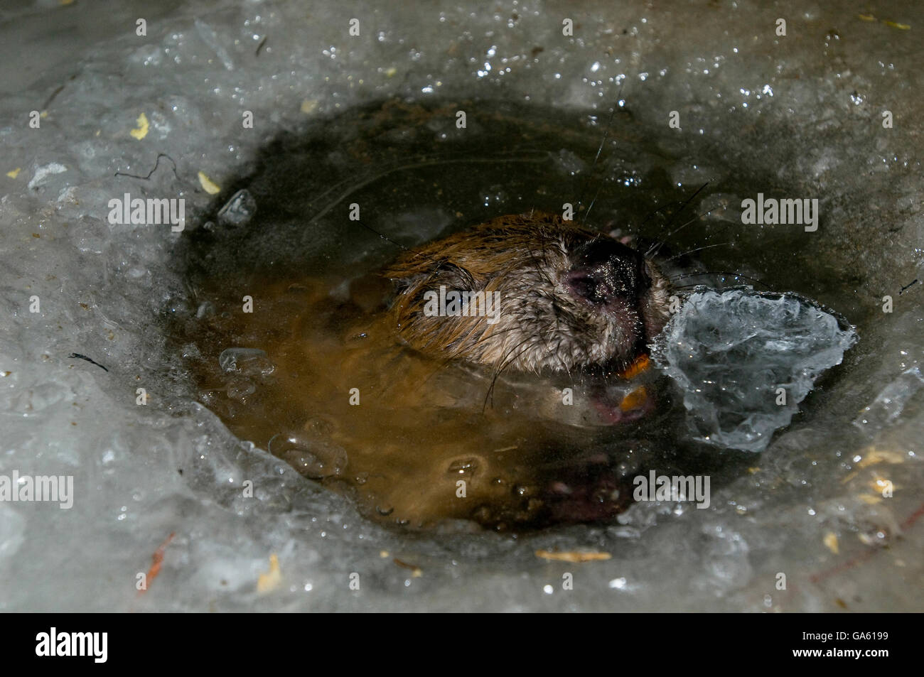 European Beaver, in ice hole, Rosenheim, Bavaria, Germany, Europe ...