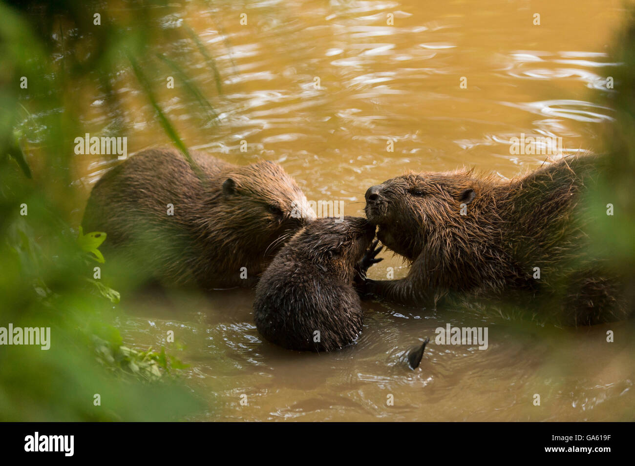 European Beavers and young, Rosenheim, Bavaria, Germany, Europe ...