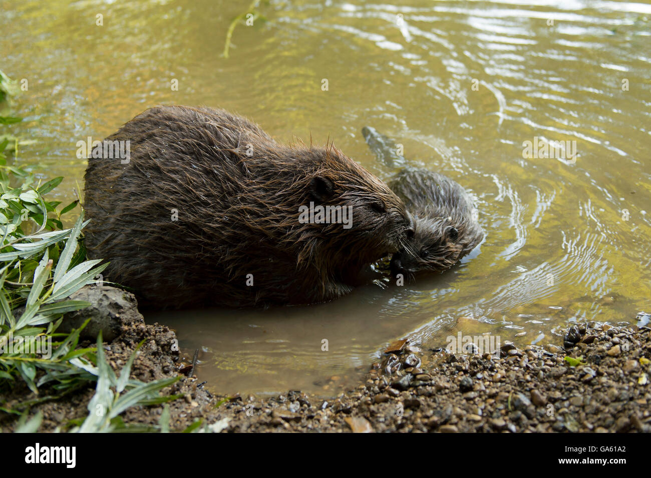 European Beaver with young, Rosenheim, Bavaria, Germany, Europe ...