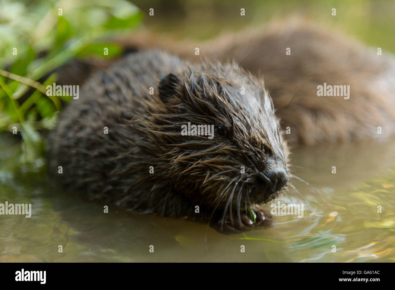 Young beaver eating hi-res stock photography and images - Alamy