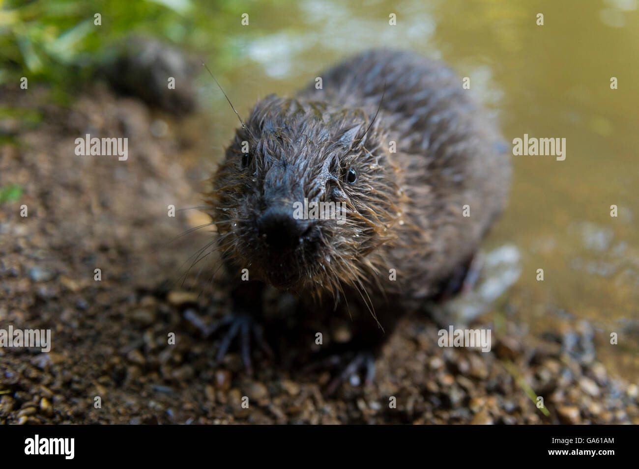 European Beaver, young, Rosenheim, Bavaria, Germany, Europe / (Castor ...