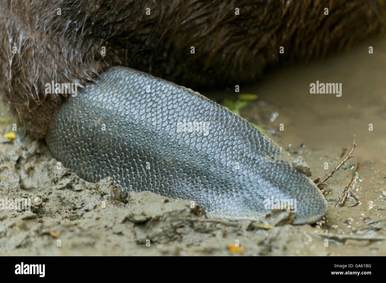European Beaver, tail, Rosenheim, Bavaria, Germany, Europe / (Castor ...