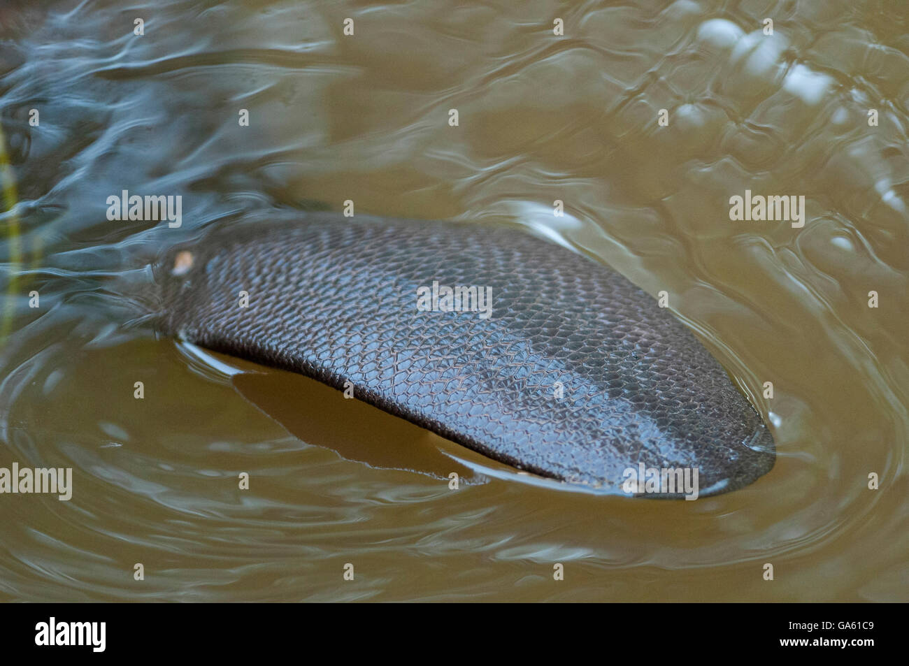 Beaver tail hi-res stock photography and images - Alamy