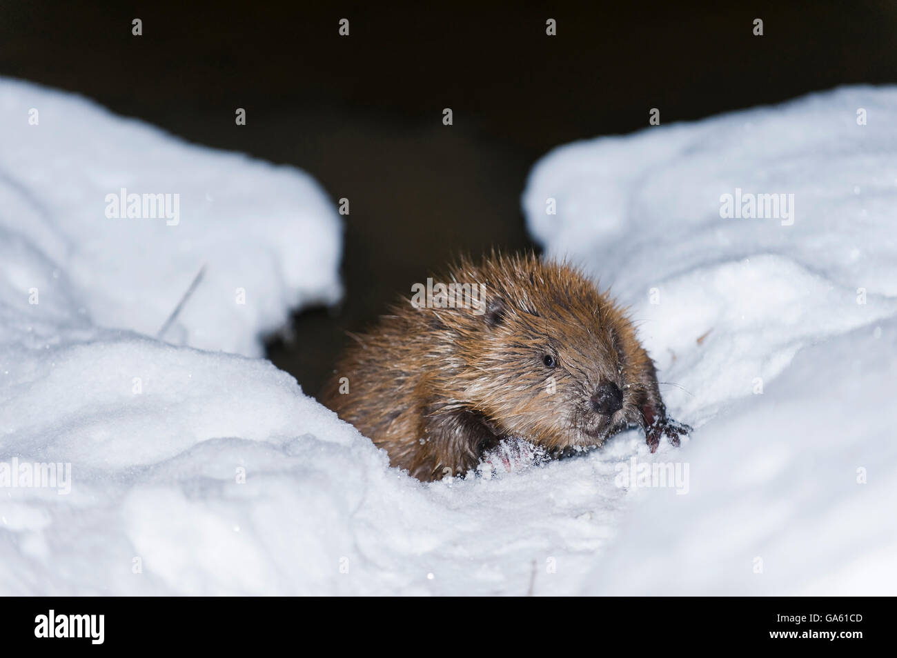 European Beaver, Rosenheim, Bavaria, Germany, Europe / (Castor fiber ...