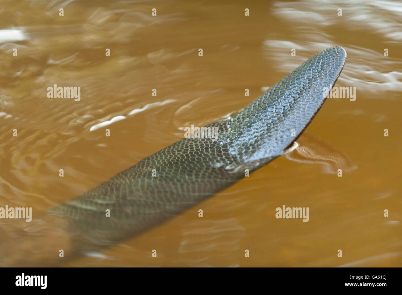 Beaver tail close up hi-res stock photography and images - Alamy