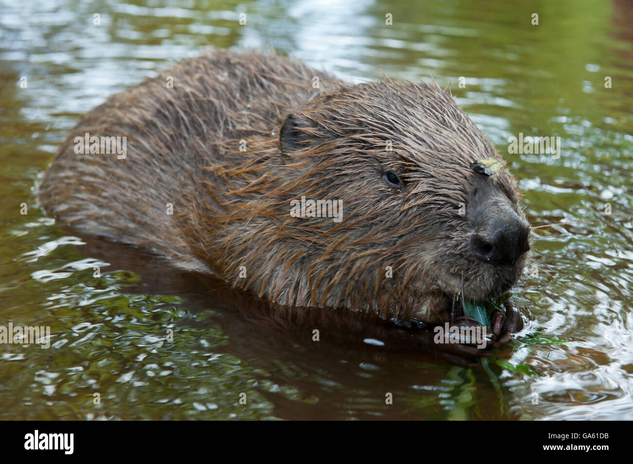Mature beaver hi-res stock photography and images - Alamy