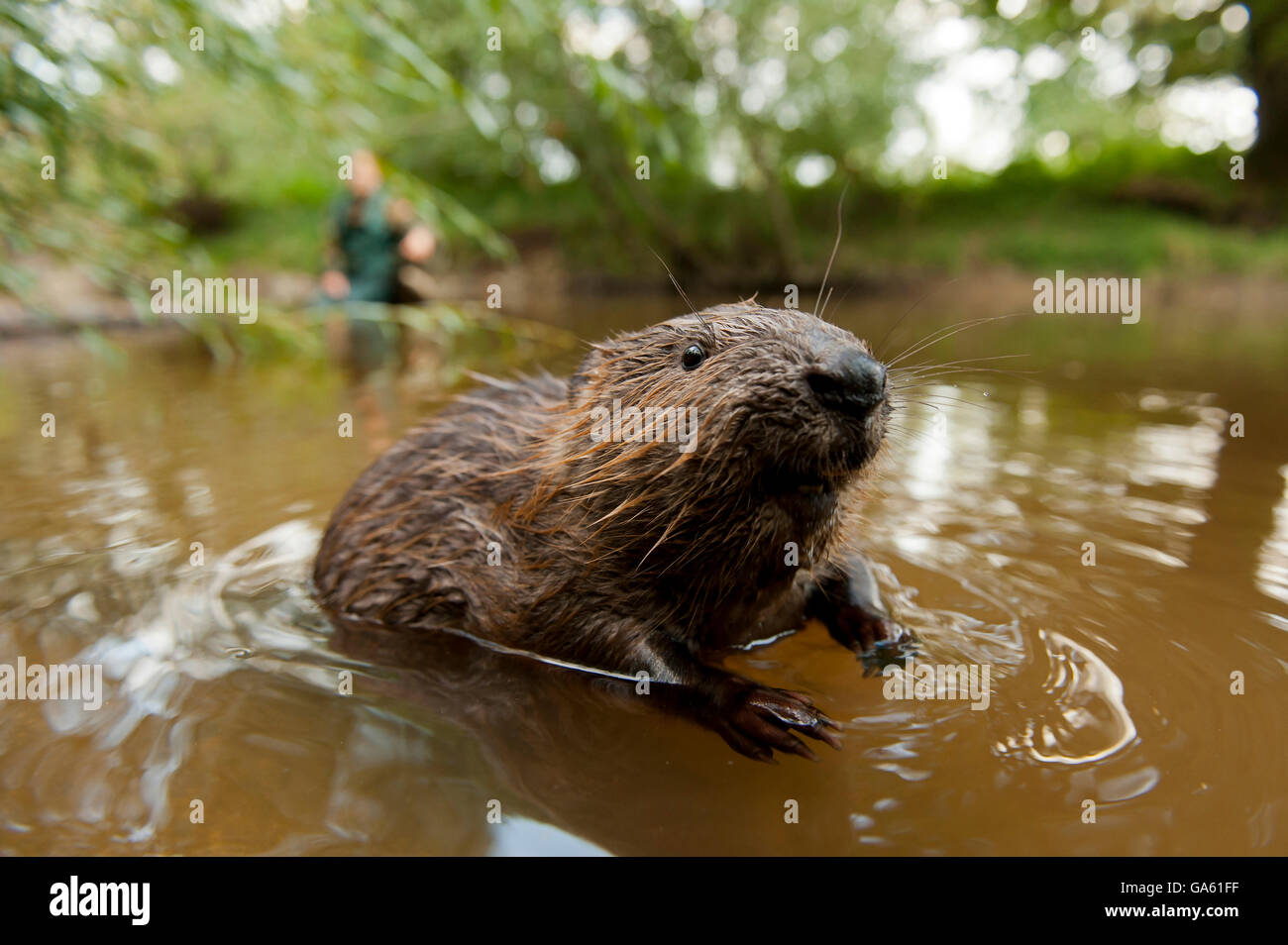 Wet beavers hi-res stock photography and images - Alamy
