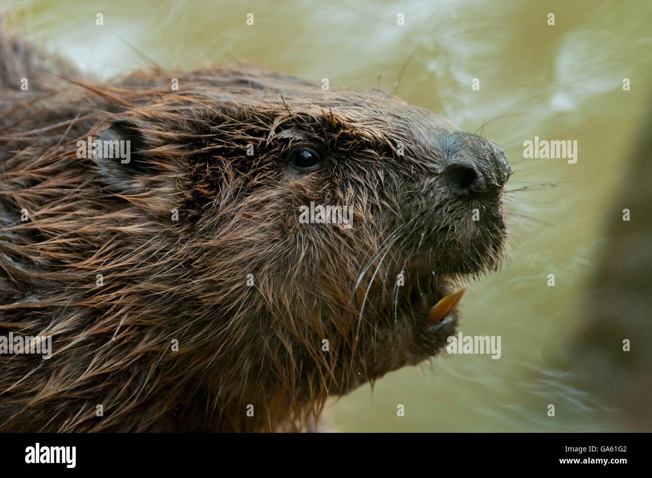 Castor fiber portrait hi-res stock photography and images - Alamy