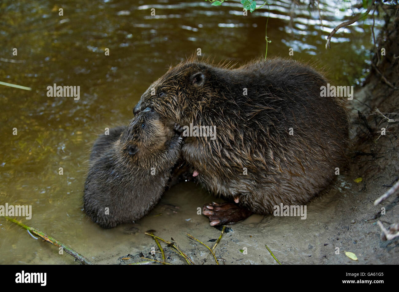 Female beaver hi-res stock photography and images - Alamy