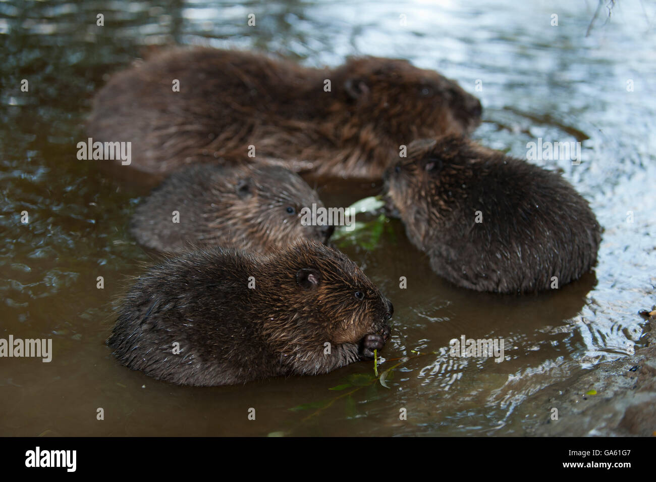 Beaver family europe hi-res stock photography and images - Alamy
