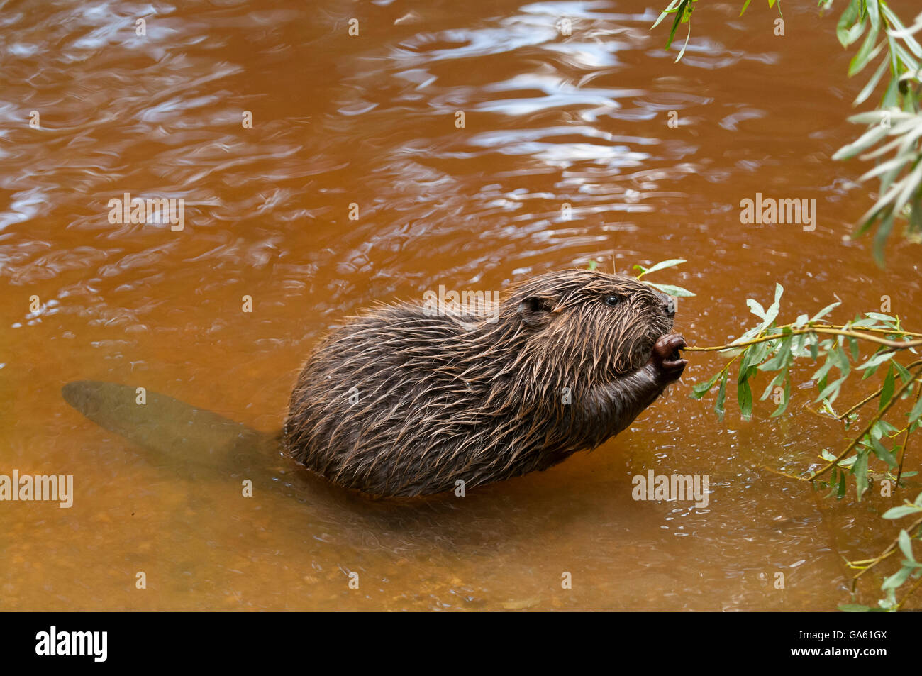 European Beaver, young, Rosenheim, Bavaria, Germany, Europe / (Castor ...