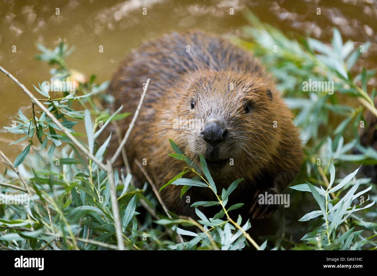 Mature beaver hi-res stock photography and images - Alamy
