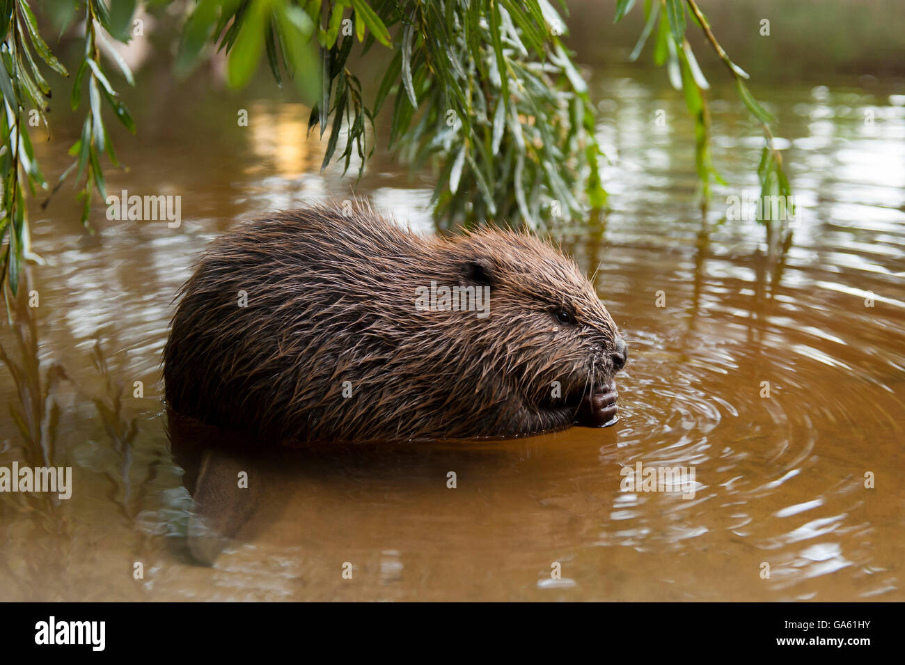 European Beaver, young, Rosenheim, Bavaria, Germany, Europe / (Castor ...