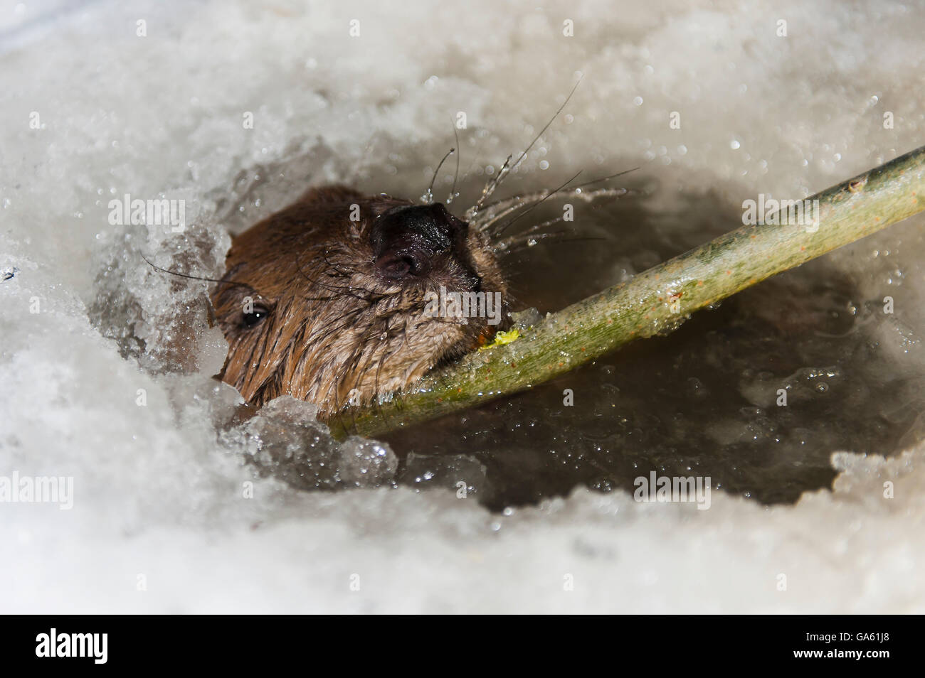 European Beaver, in ice hole, Rosenheim, Bavaria, Germany, Europe ...