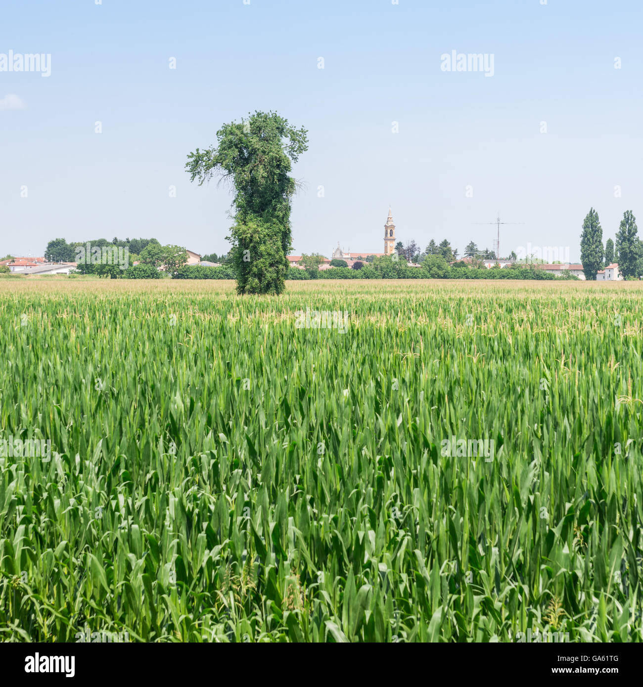 Wheat fields in Lombardy, Italy Stock Photo - Alamy