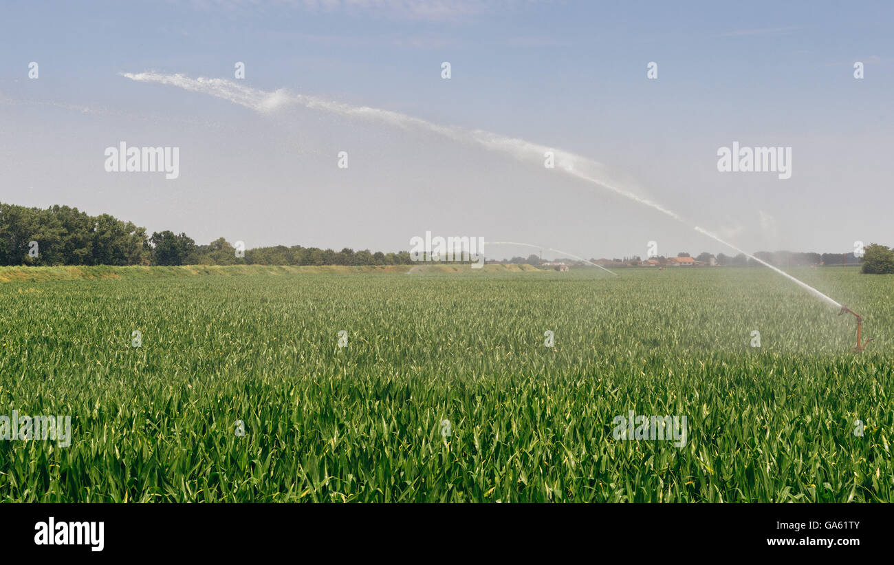 Wheat field italy hi-res stock photography and images - Alamy