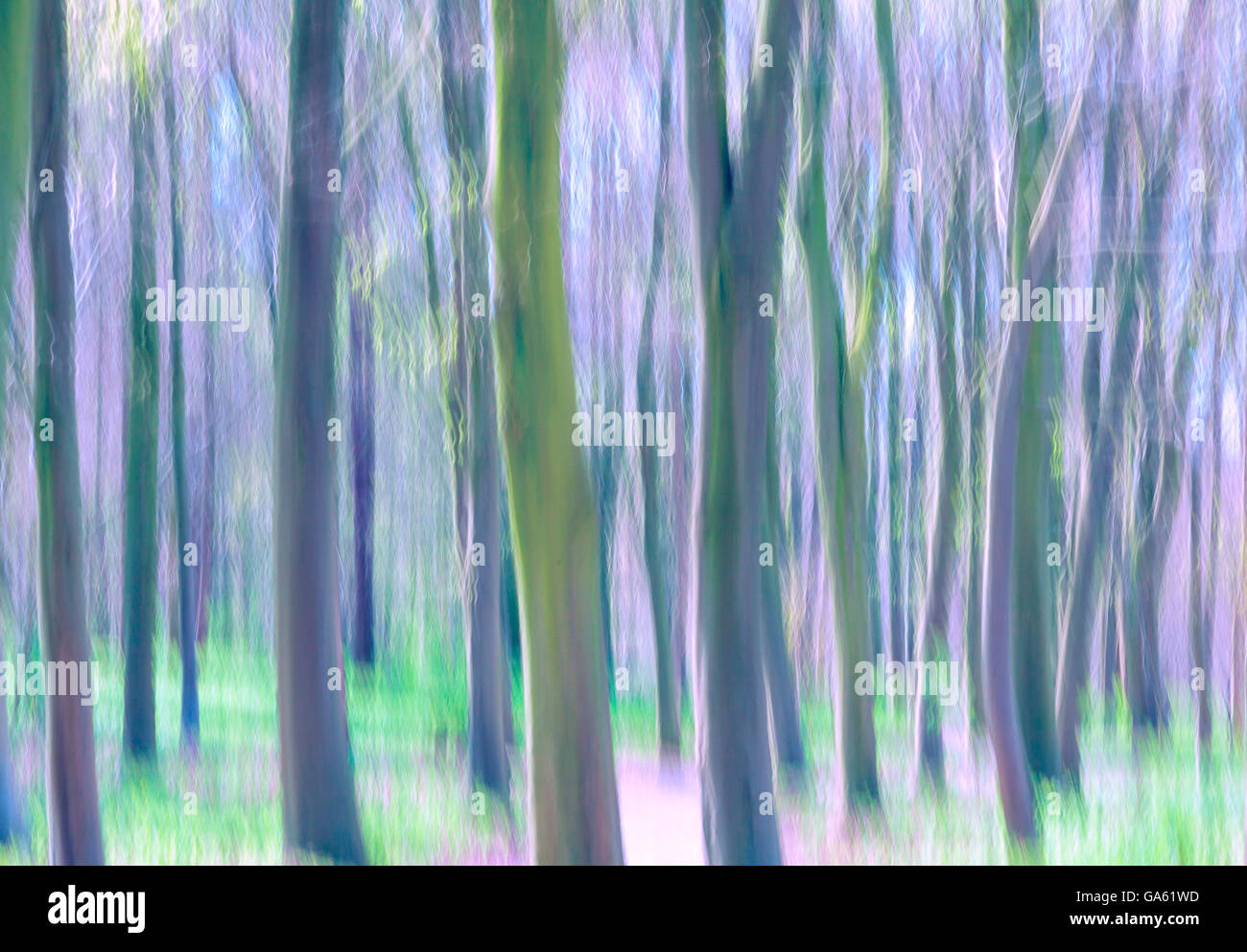 Abstract of woodland trees Stock Photo - Alamy