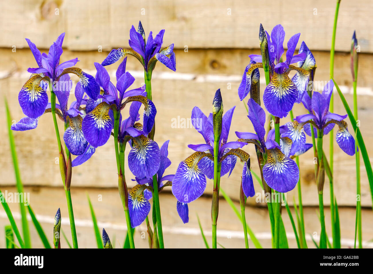 Blue iris flowering plants in a garden Stock Photo - Alamy