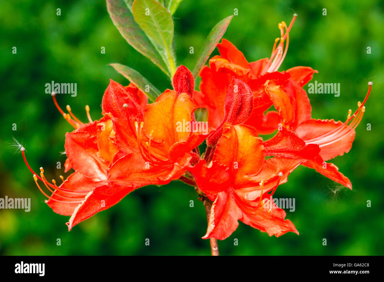Orange flowers cluster of Azalea shrub Stock Photo - Alamy