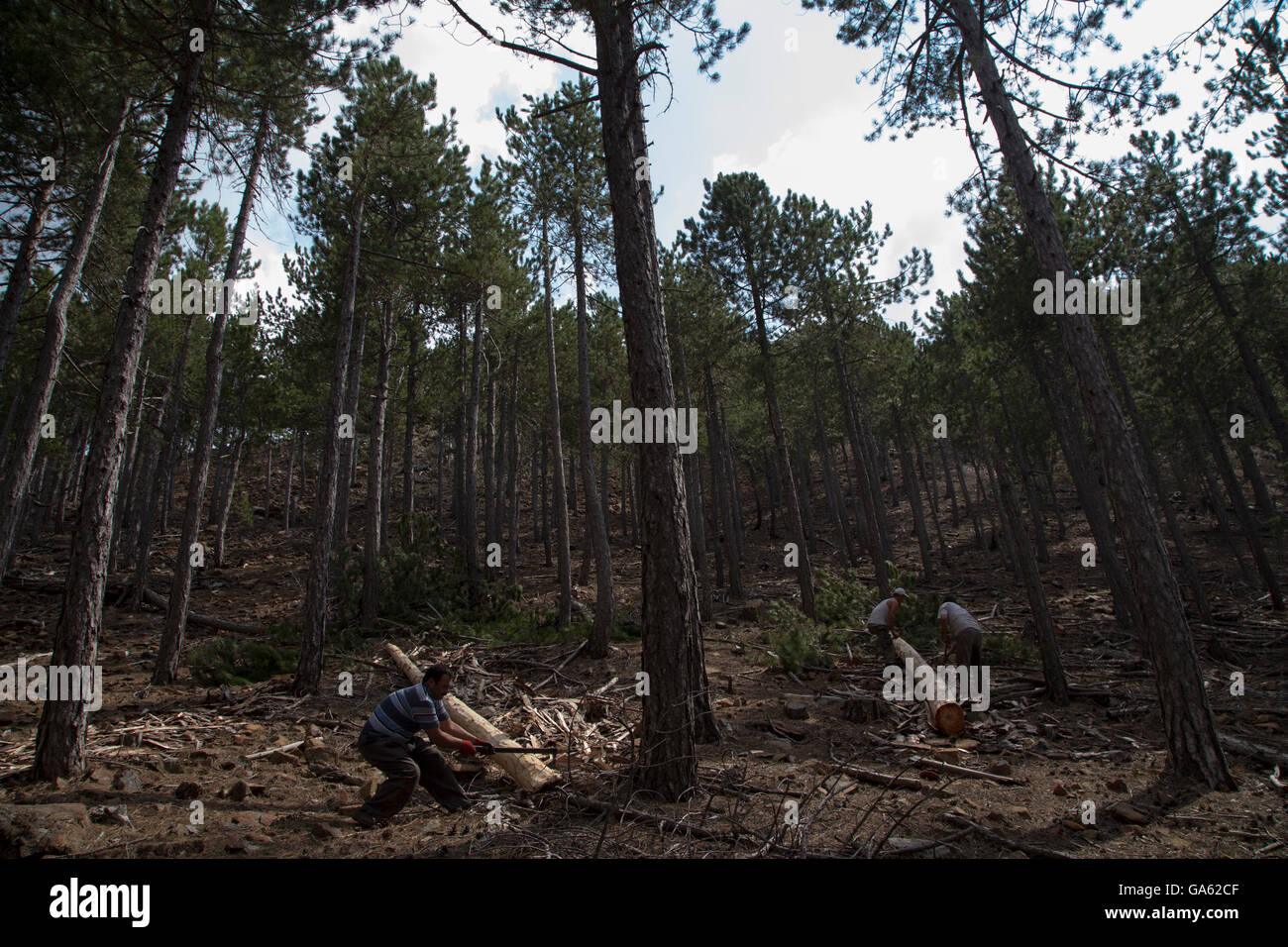 Lumberjack with Axe cut a Cedar Tree Stock Photo - Alamy
