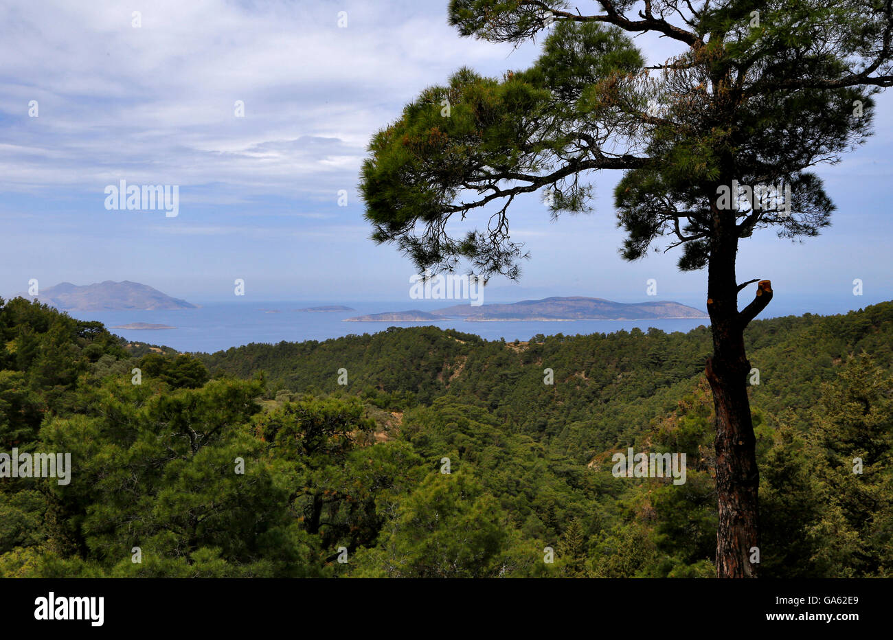 Cedar Tree and Forest, Rhodes Island, Greece Stock Photo - Alamy