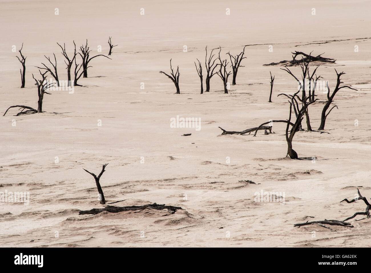 Dead trees in Dead Vlei Namibia Stock Photo - Alamy