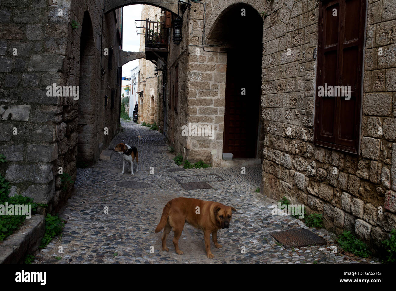 Stray dogs on the Rhodes streets, Greece Stock Photo - Alamy