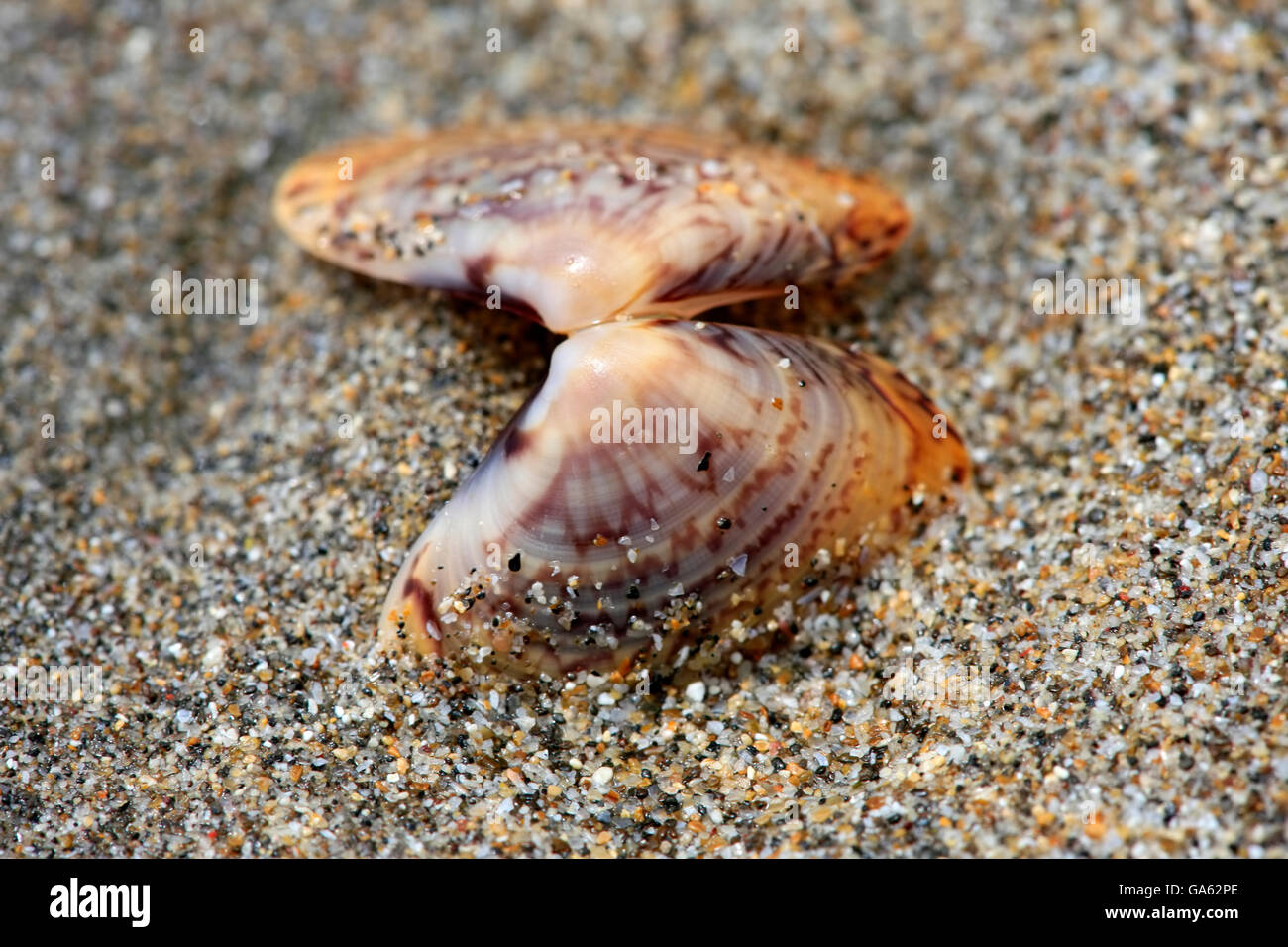 Salt and sand in bowl hi-res stock photography and images - Alamy