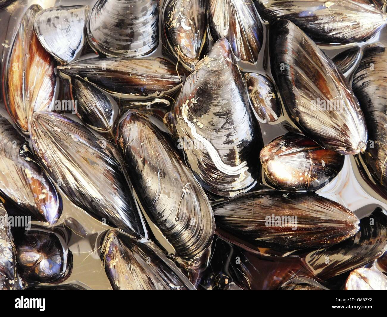 Mytilus trossulus hi-res stock photography and images - Alamy