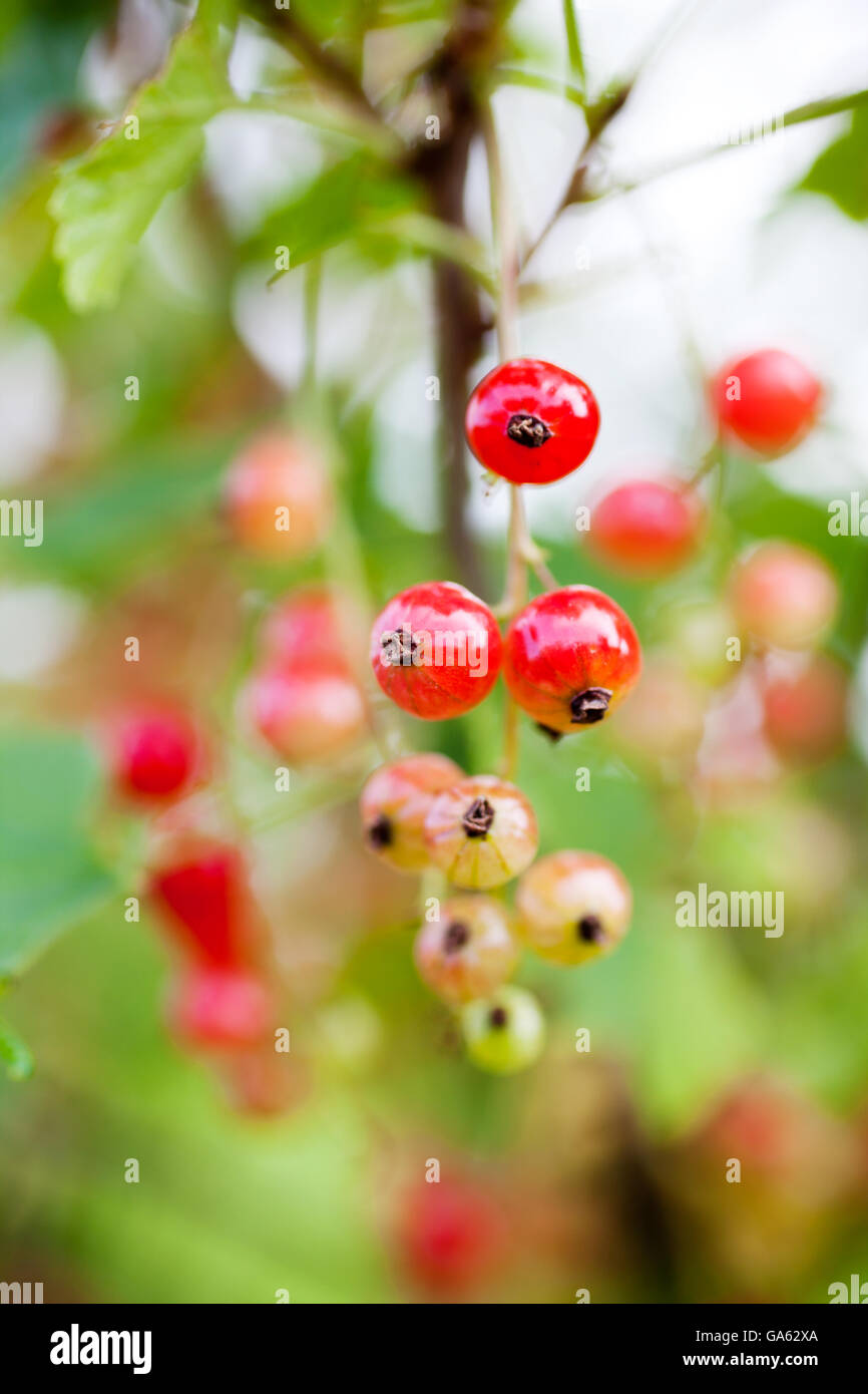 Growing red currant in home garden Stock Photo - Alamy