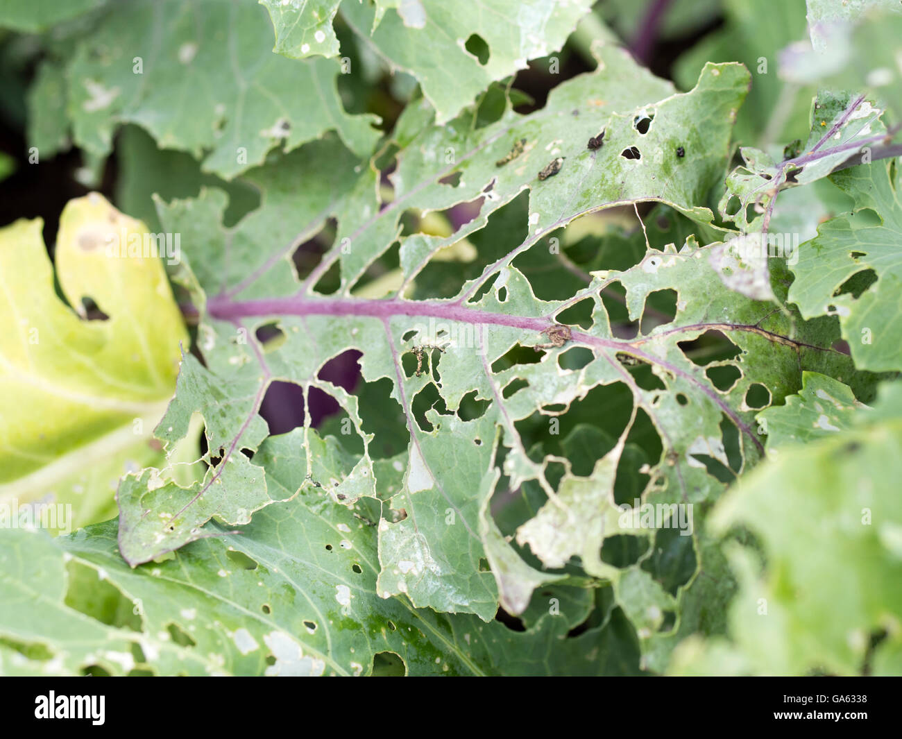 Slug pest damage garden hi-res stock photography and images - Alamy