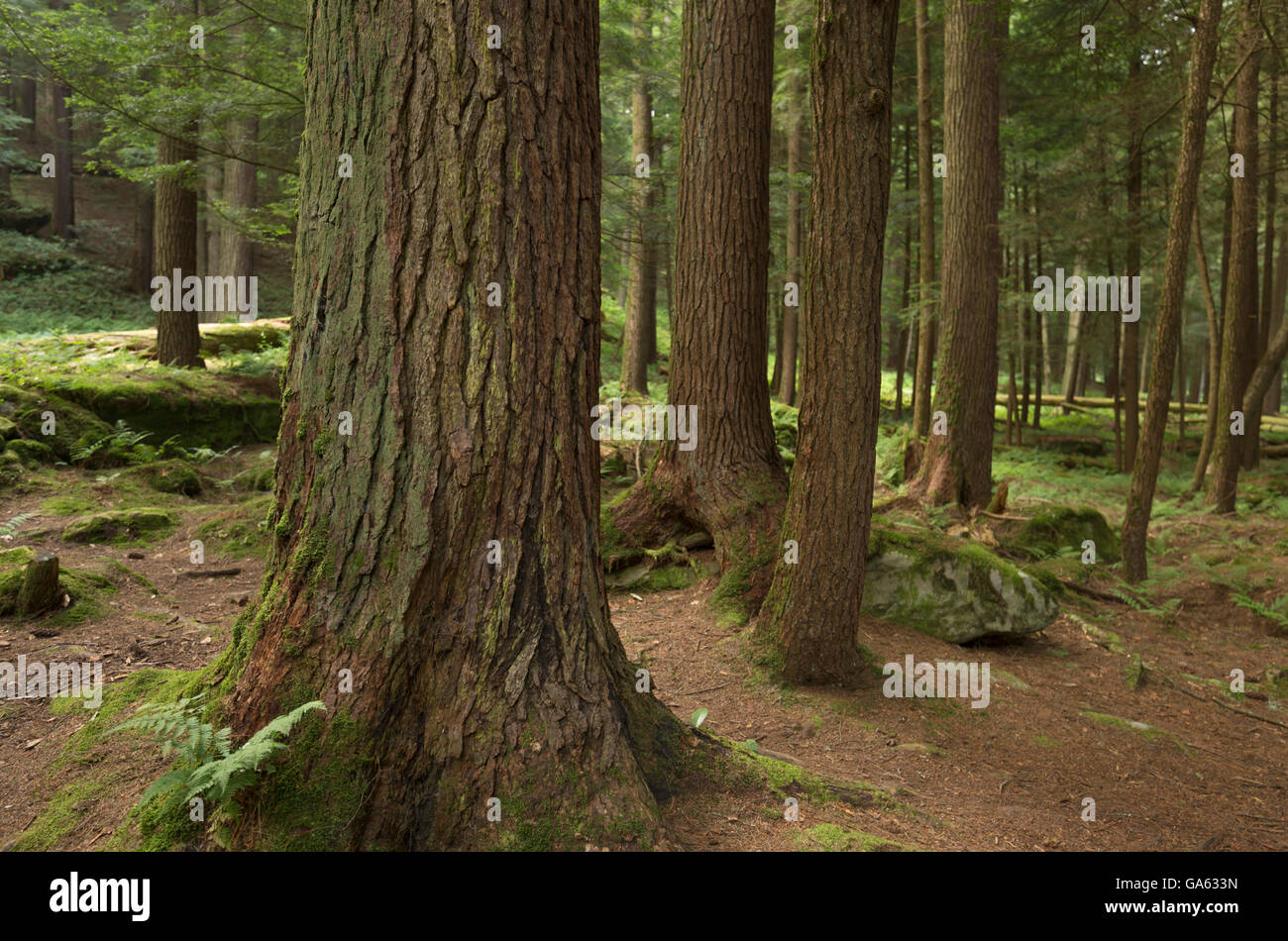 OLD GROWTH WHITE PINE AND HEMLOCK TREES LONGFELLOW TRAIL FOREST ...